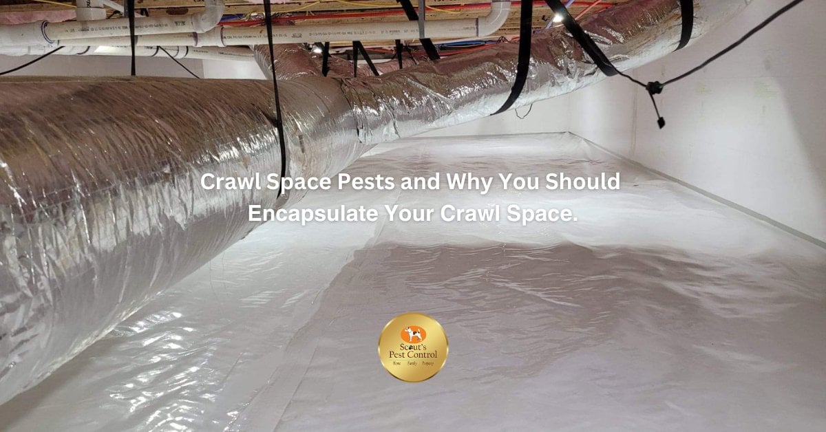 Crawl Space Pests and Why You Should Encapsulate Your Crawl Space.