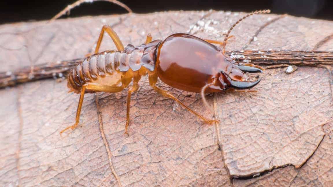 Termite Control Greenville SC - Best Termite Inspections