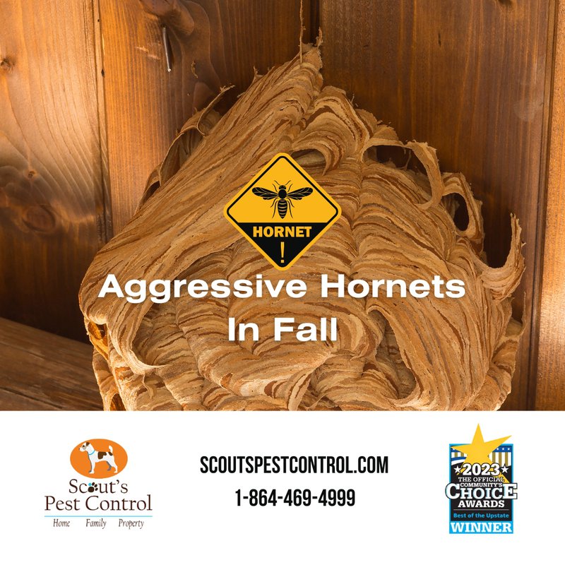 Understanding Aggressive Hornets In The Fall: Why They Turn Aggressive