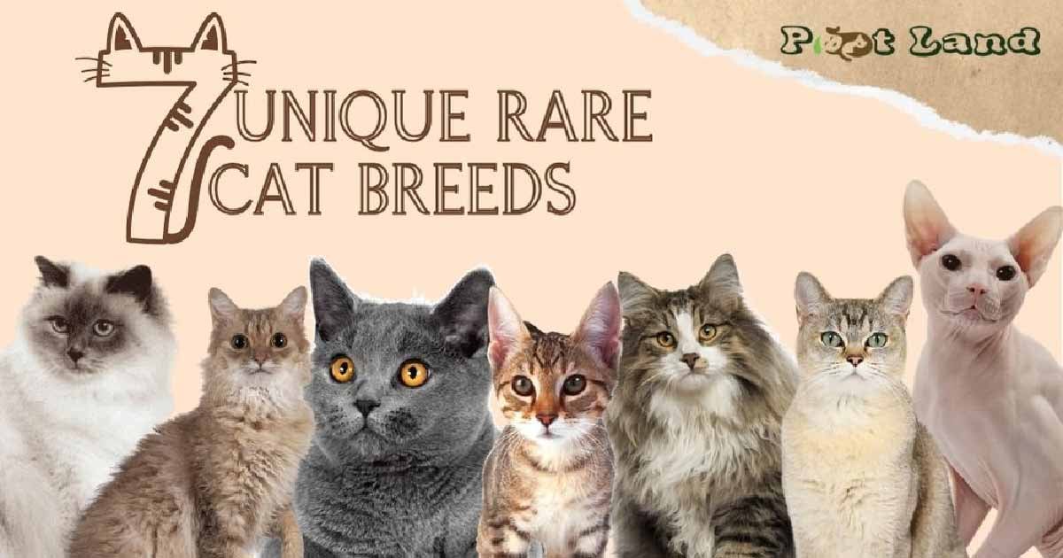 7 Unique Rare Cat Breeds: Exploring Unique Cats