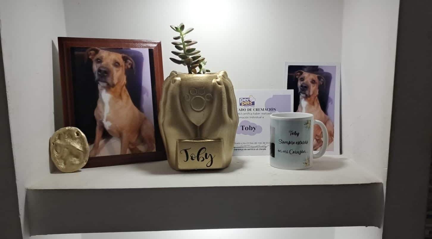 🐾PERPETS - Funeraria para Mascotas