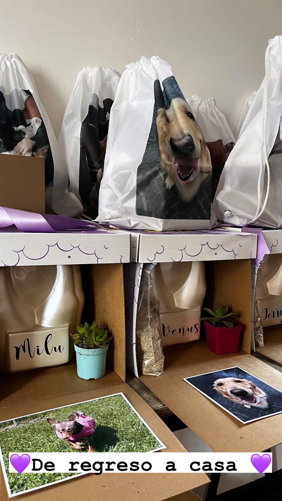 🐾PERPETS - Funeraria para Mascotas