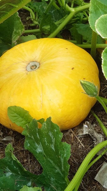 Le potiron : tout ce que vous devez savoir sur ce légume d'automne à ne ...