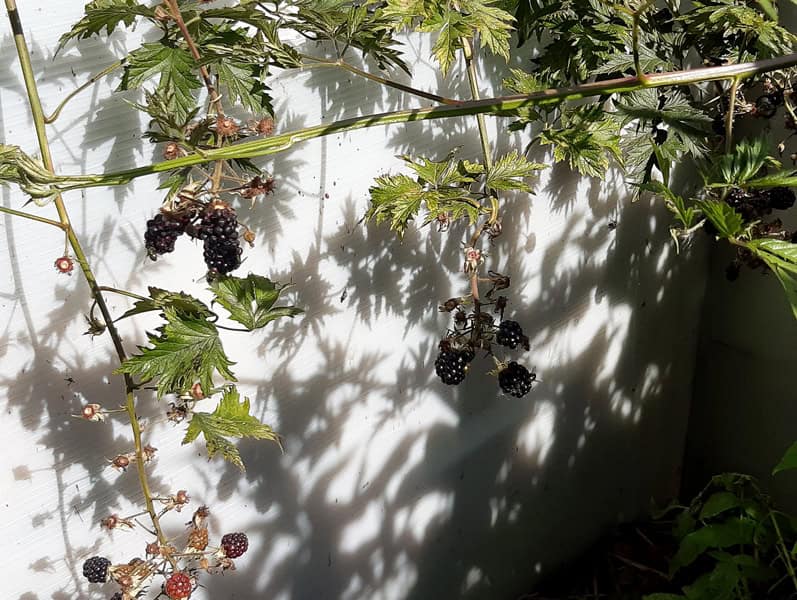 Les mûriers sans épines Triple Crown ou Rubus fruticosus (mûrier ronce ...