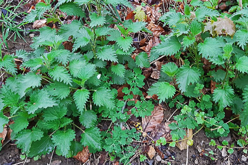 Les vertus et les bienfaits de l'ortie piquante - Nutri Green Planet