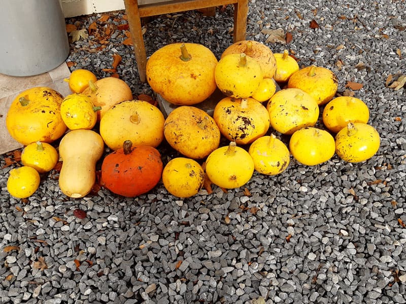 Le potiron : tout ce que vous devez savoir sur ce légume d'automne à ne ...