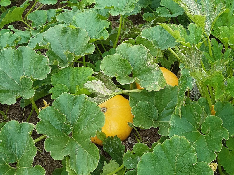 Le potiron : tout ce que vous devez savoir sur ce légume d'automne à ne ...