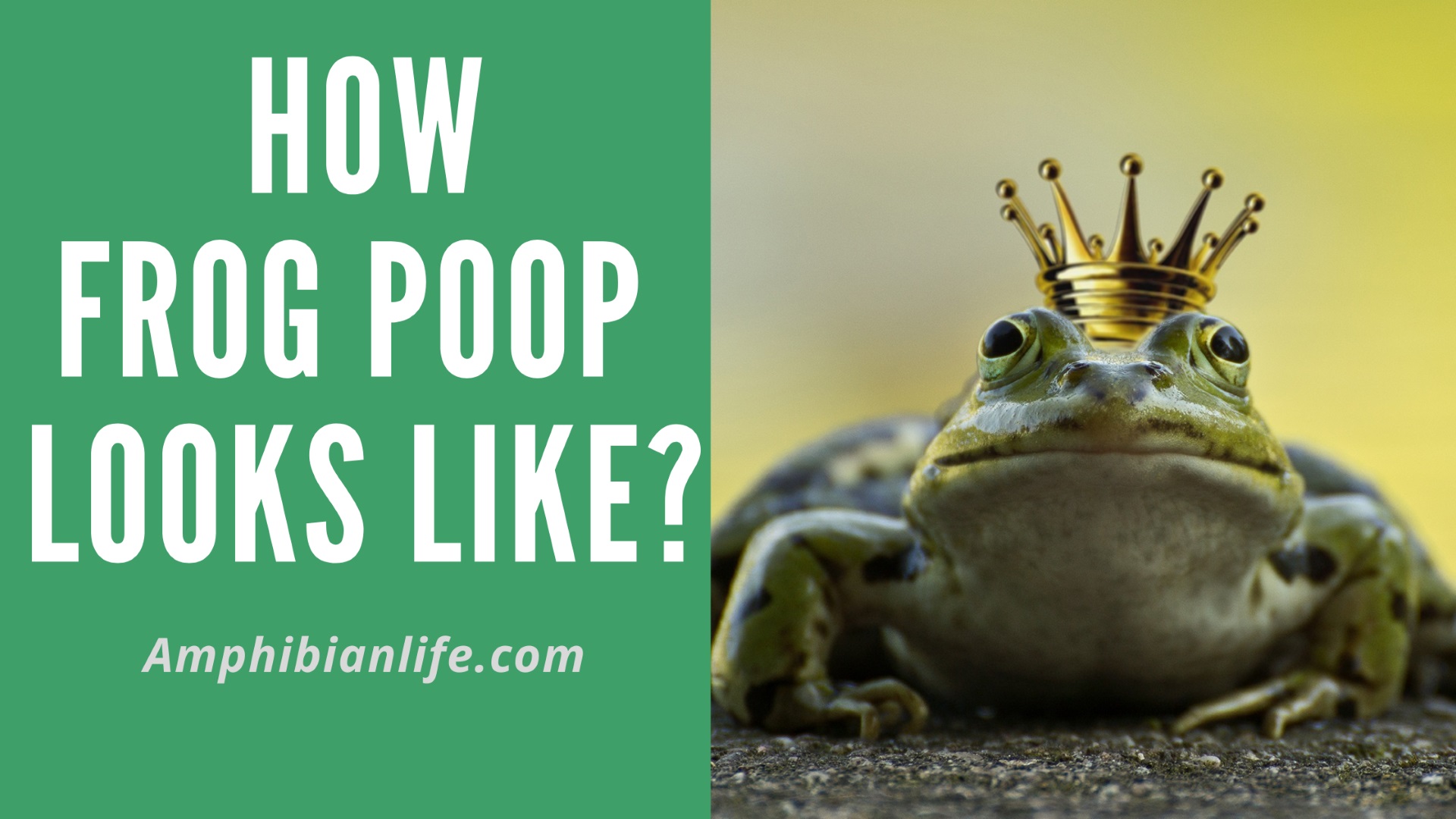 What Does Frog Poop Look Like (You May Be Surprised) - Amphibian Life