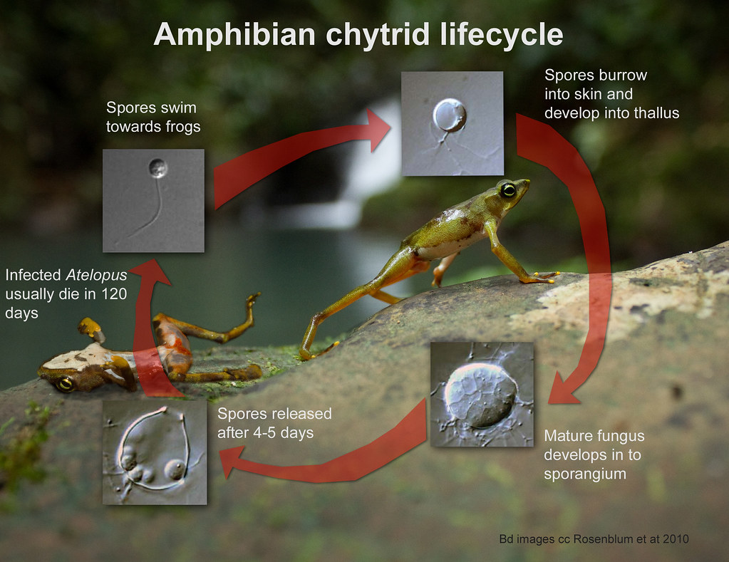 What is Chytrid Fungus? (Detection, Diagnosis and Prevention ...