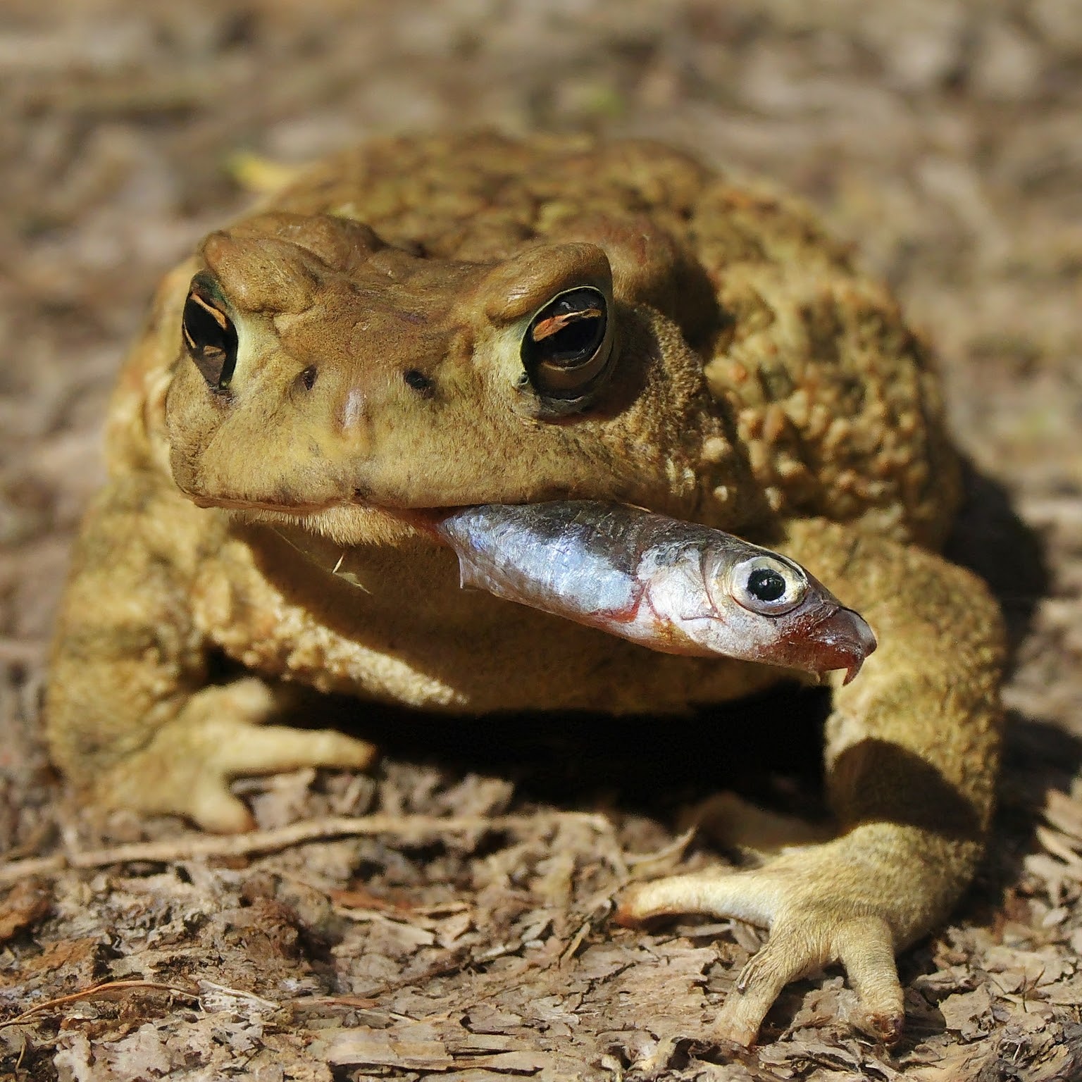 What Do Toads Eat? The Complete Guide To Toad Food - Amphibian Life