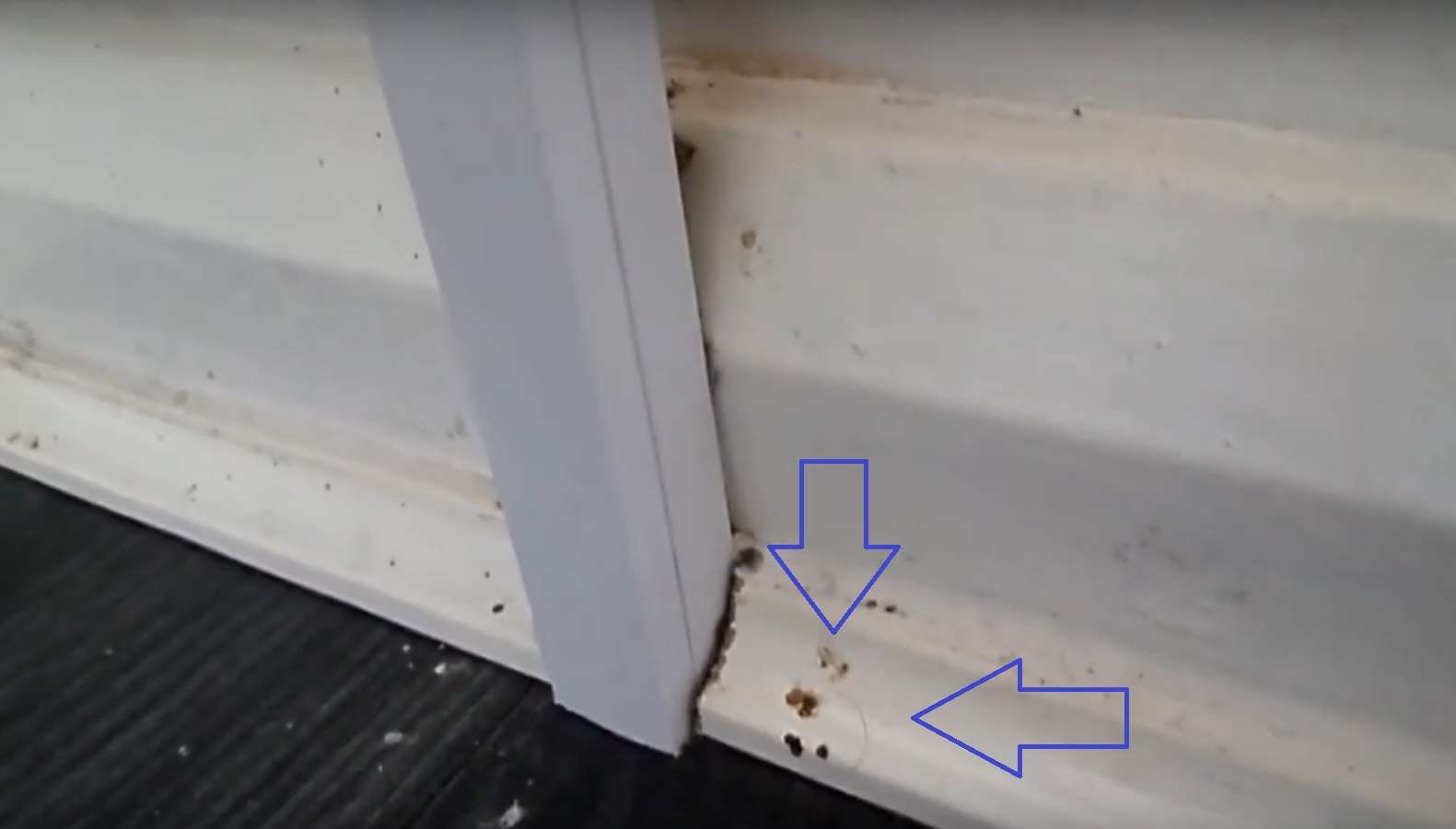 What Does Spider Poop Look Like?+Pictures - Amphibian Life