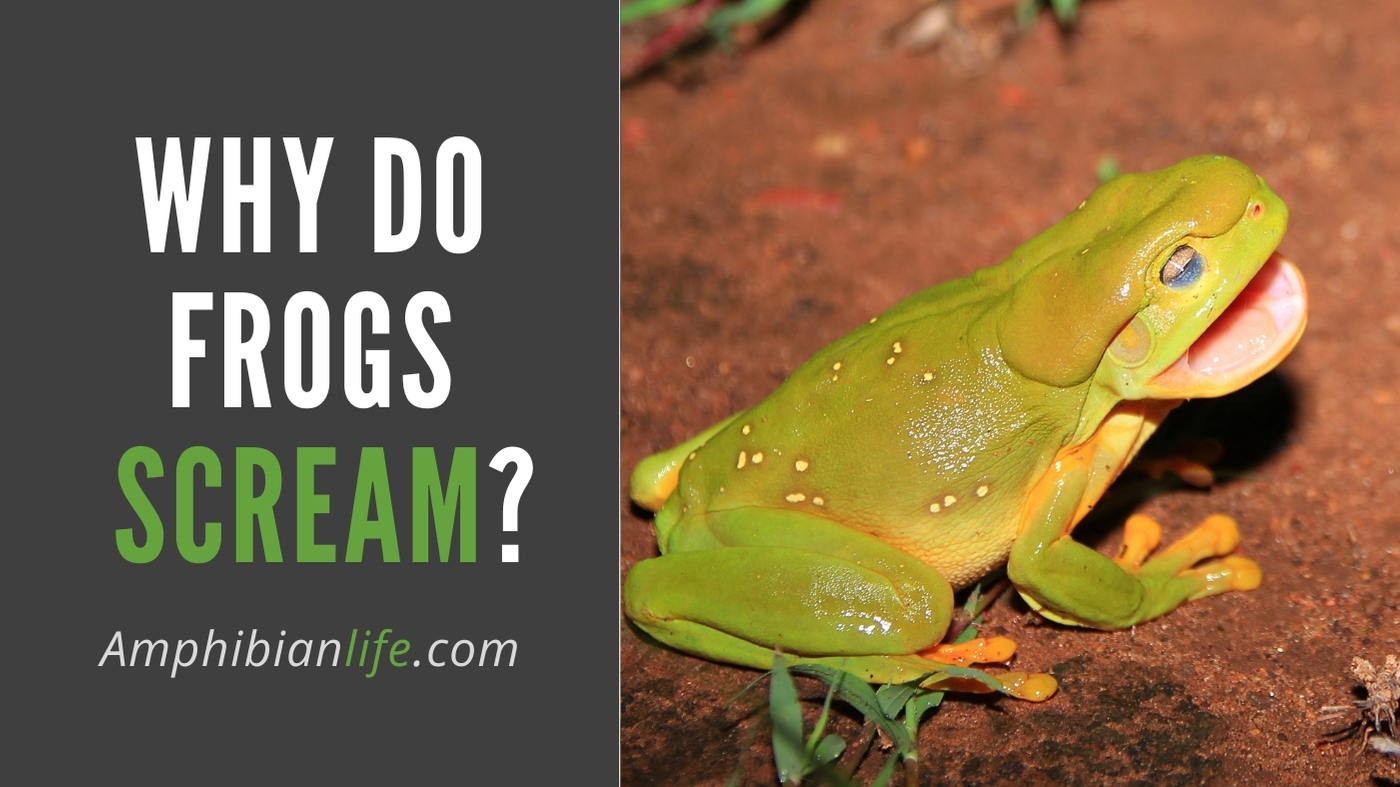 Why Do Frogs Scream? (Find The Answers Inside) - Amphibian Life
