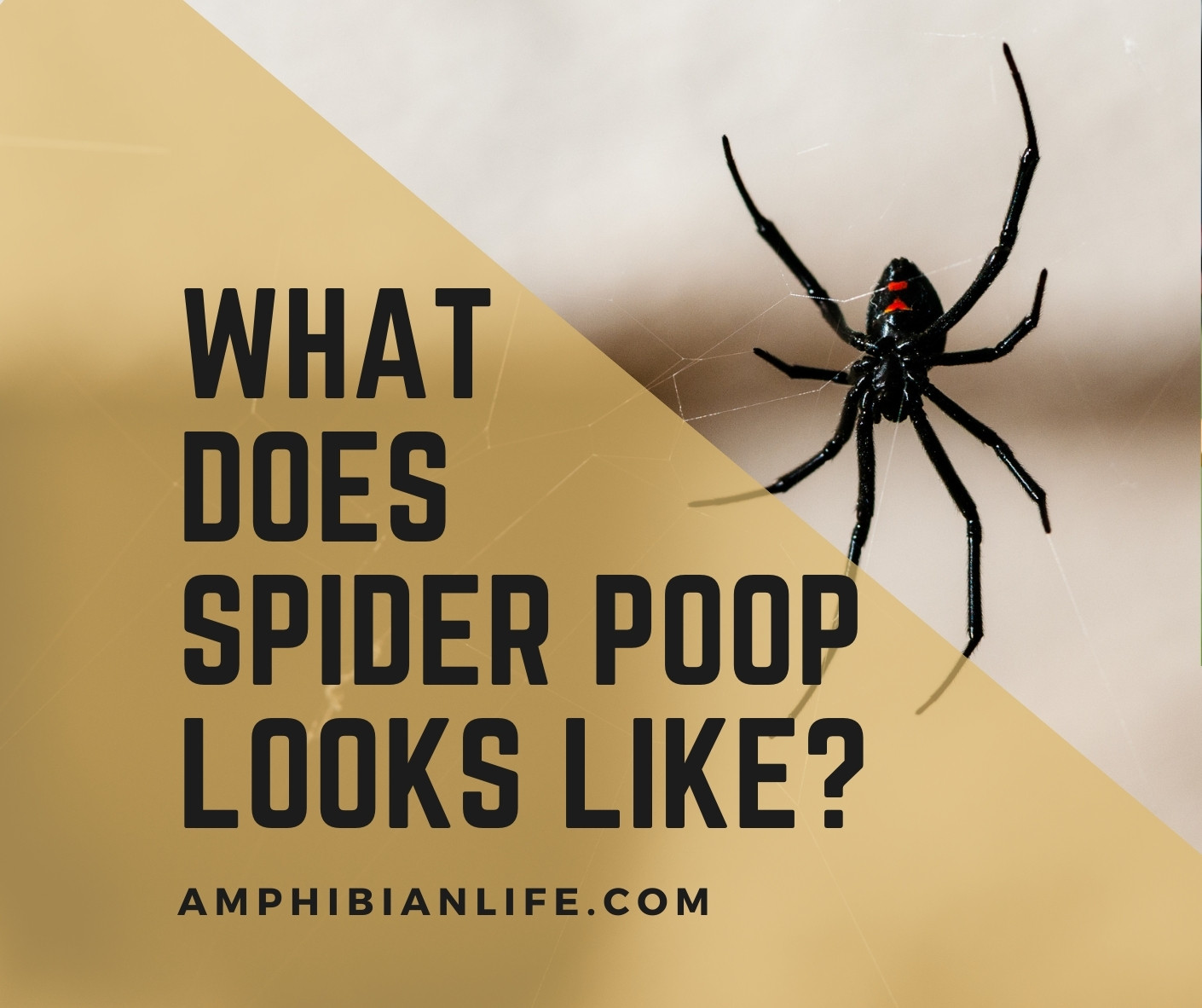 What Does Spider Poop Look Like?+Pictures - Amphibian Life