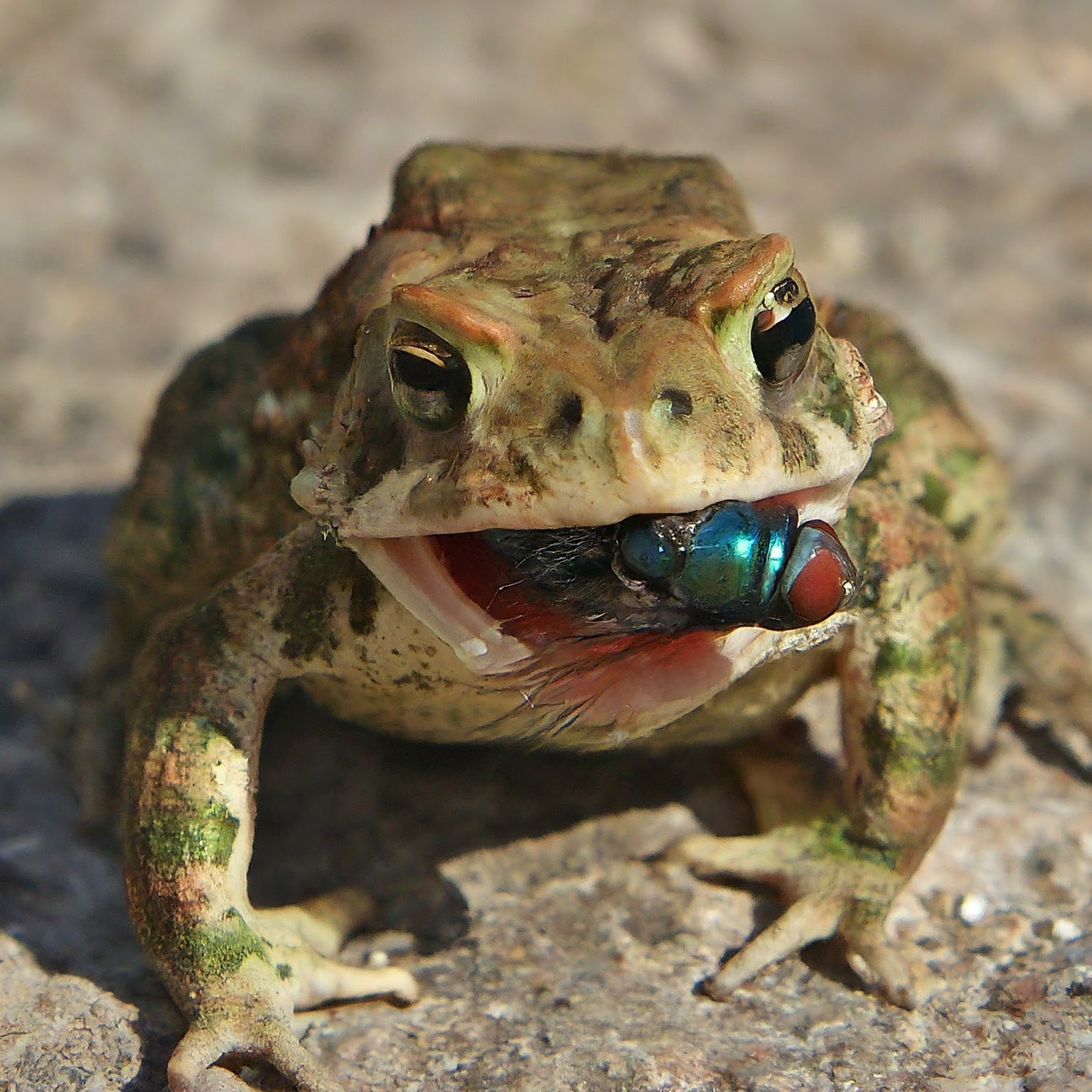 What Do Toads Eat? The Complete Guide To Toad Food - Amphibian Life