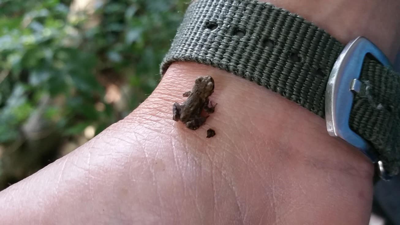 What Does Frog Poop Look Like (You May Be Surprised) - Amphibian Life