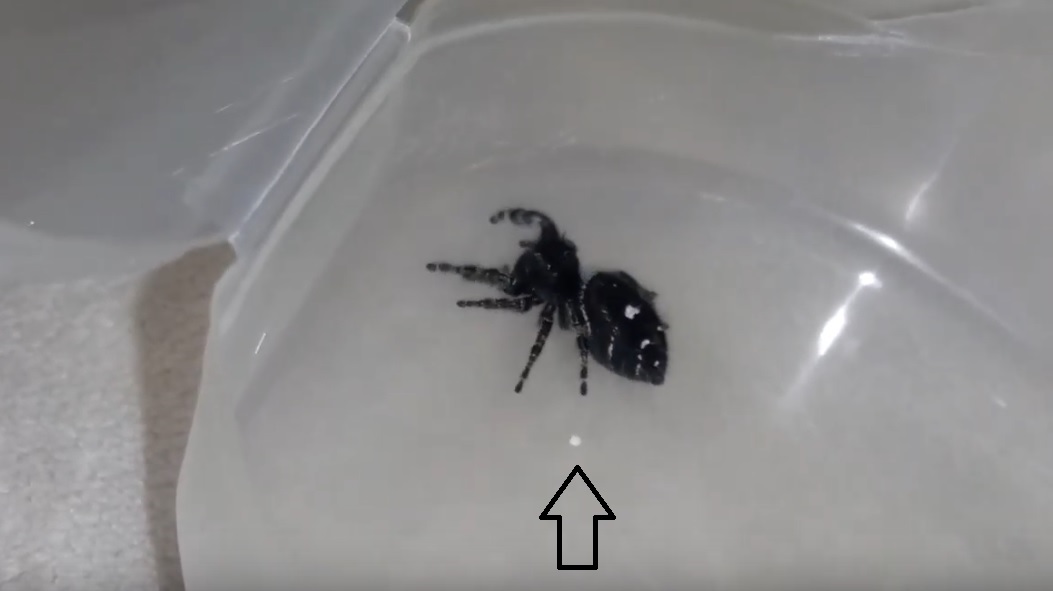 What Does Spider Poop Look Like?+Pictures - Amphibian Life