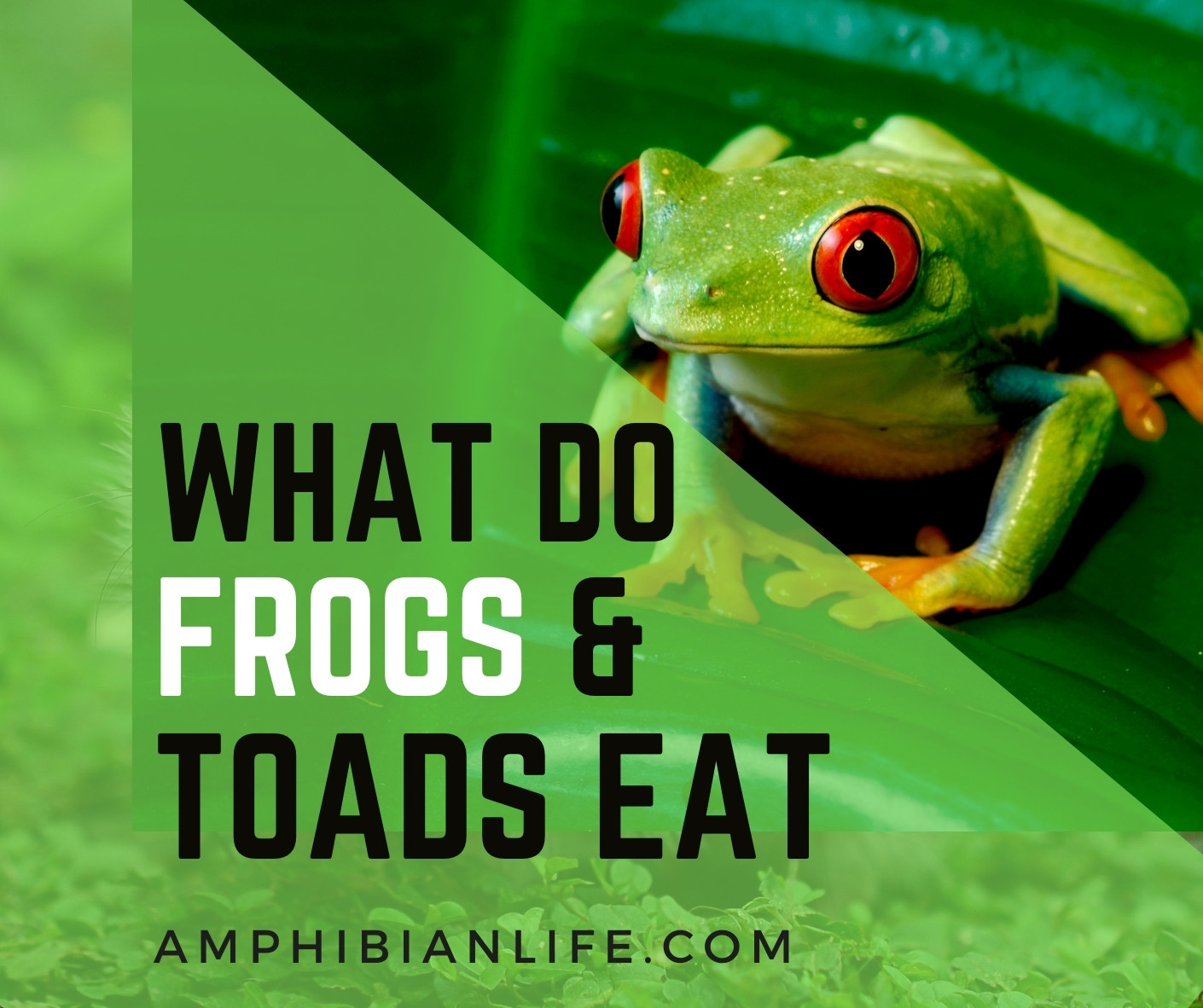 What Do Frogs Eat? What Can I Feed A Frog? - Amphibian Life