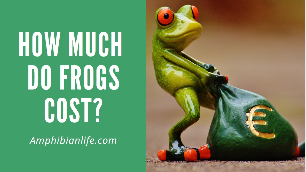 How Much Do Frogs Cost? (And How Much For Their Tank?) - Amphibian Life