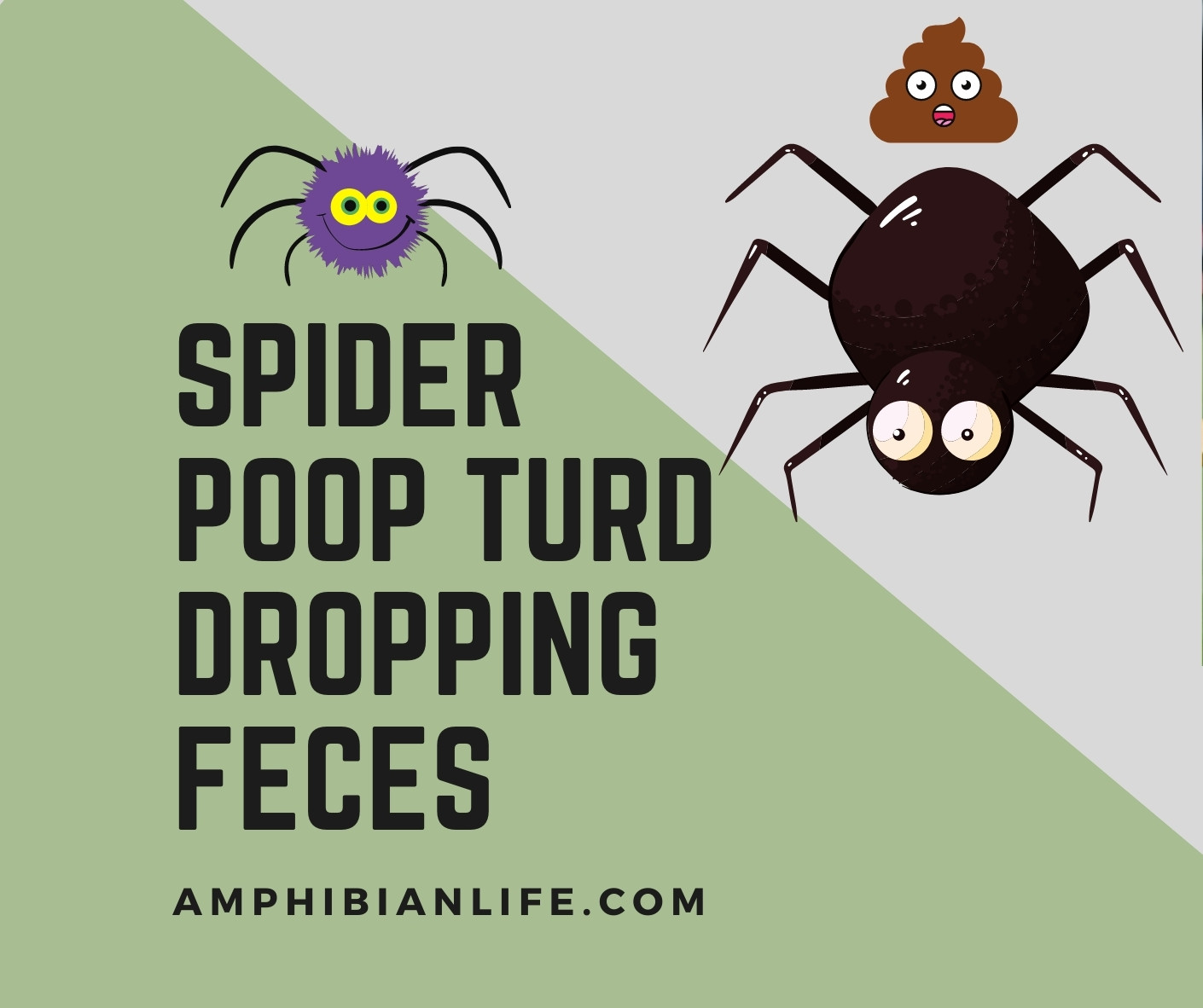 What Does Spider Poop Look Like?+Pictures - Amphibian Life