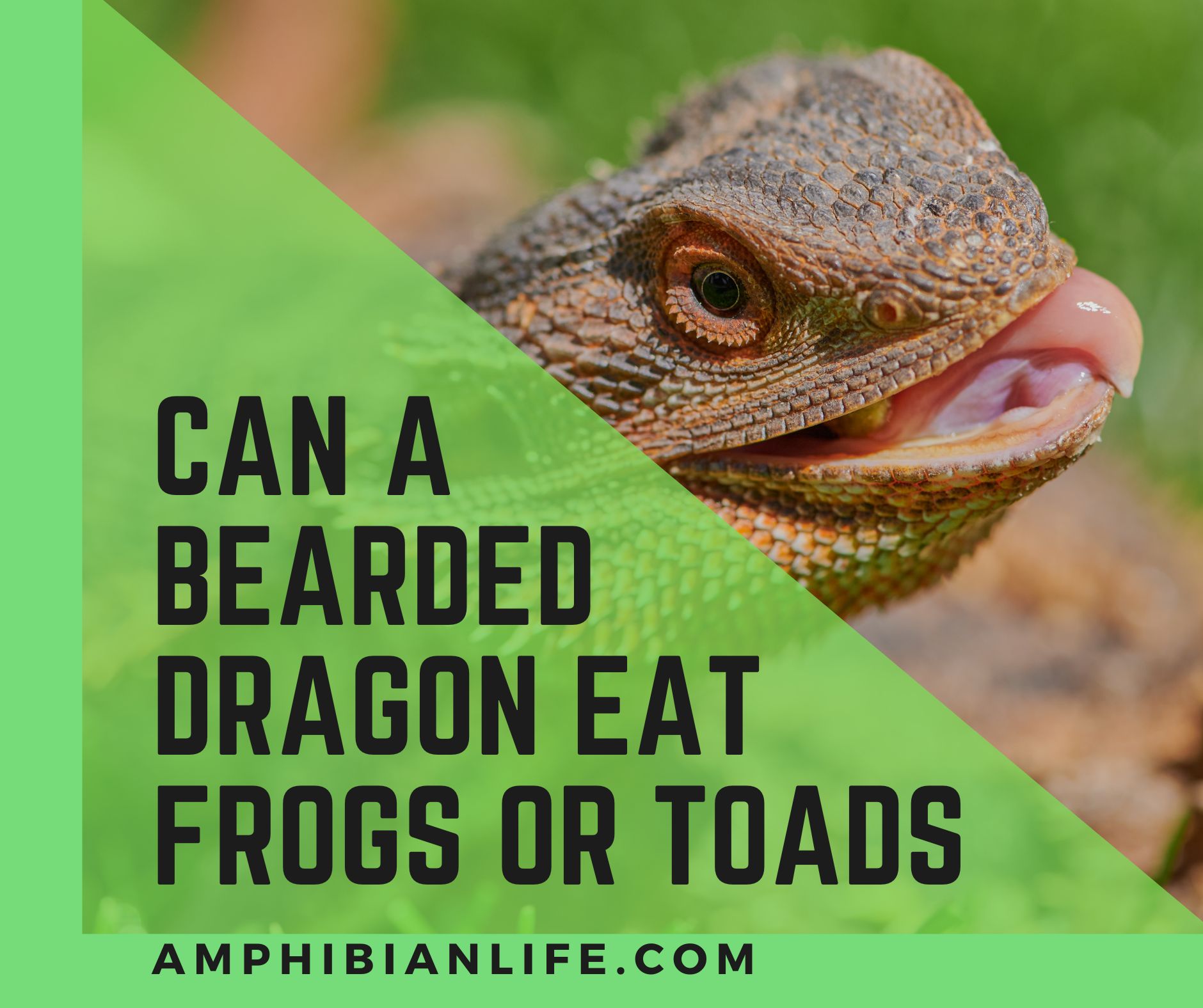 Can Bearded Dragons Eat Frogs Or Toads? - Amphibian Life