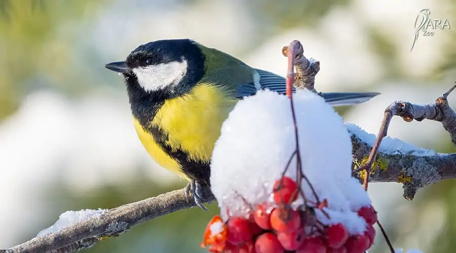 Sikorki w Polsce Co jedzą Jak wygląda sikorka bogatka, uboga i modra
