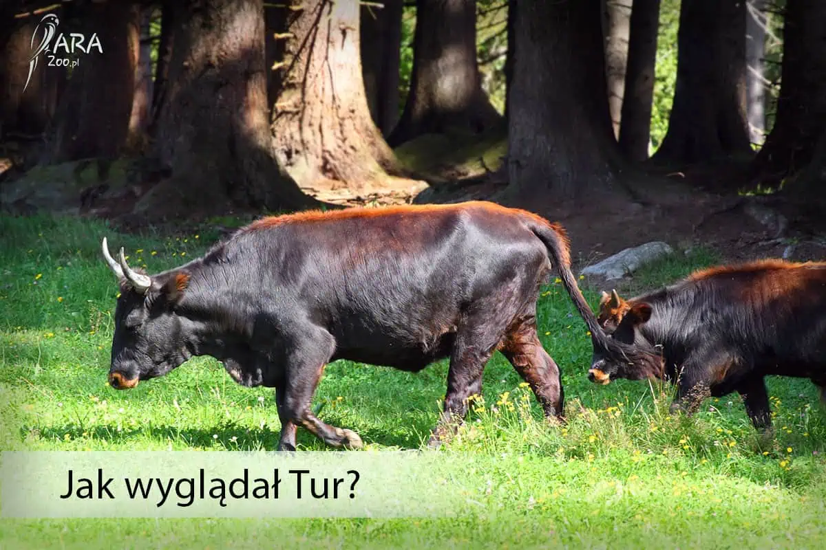 Jak wyglądał tur? Wszystko o dzikim przodku bydła