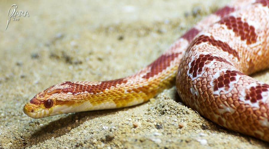 Wąż zbożowy cena Terrarium Odmiany Co je Ile żyją domowe węże