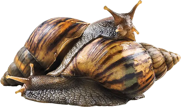 Ślimaki afrykańskie — Cena Terrarium Ile żyją Co jedzą