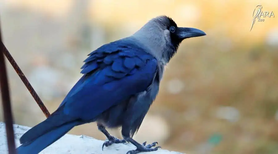 Wrona siwa, czarna i orientalna - ptaki krukowate w Polsce