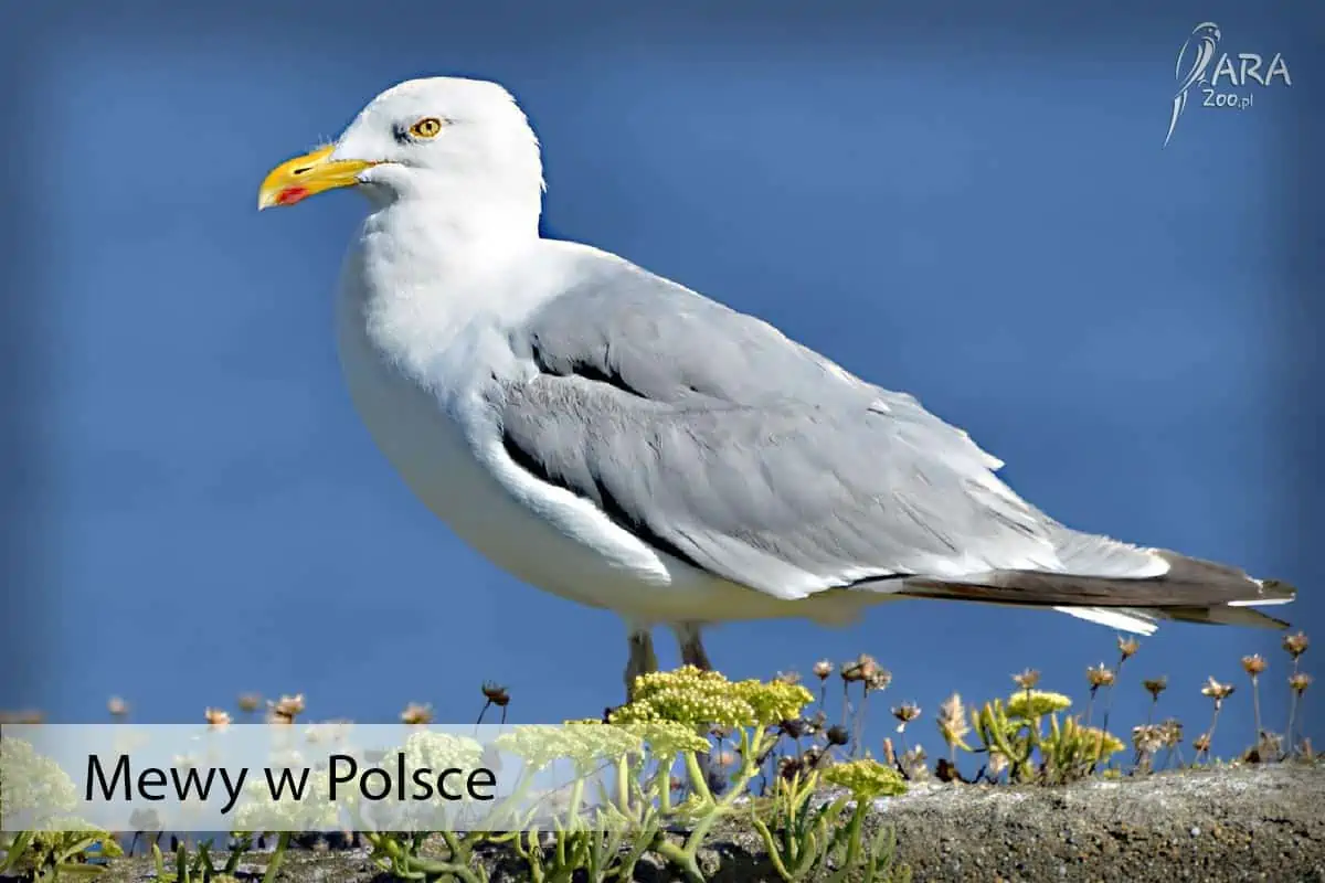 Mewy w Polsce — Sprawdź co je i jak wygląda mewa śmieszka i inne