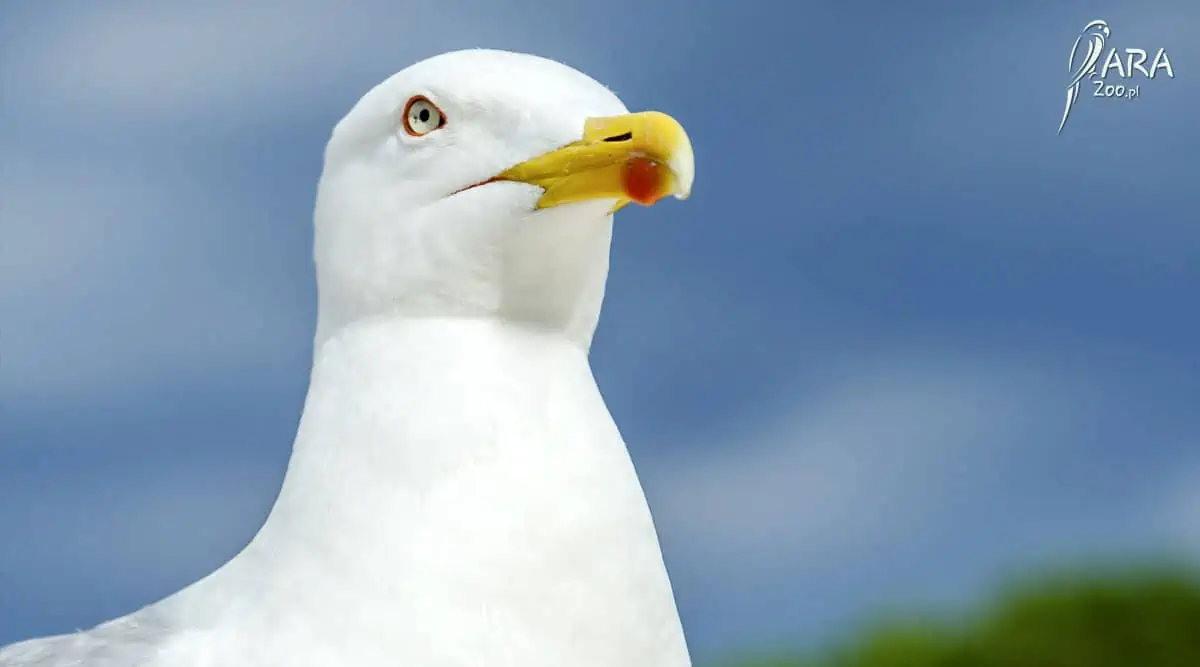 Mewy w Polsce — Sprawdź co je i jak wygląda mewa śmieszka i inne