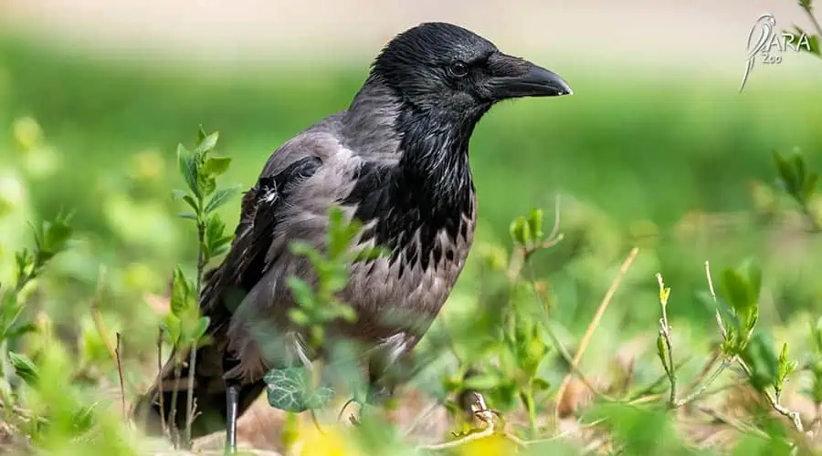 Wrona siwa, czarna i orientalna - ptaki krukowate w Polsce