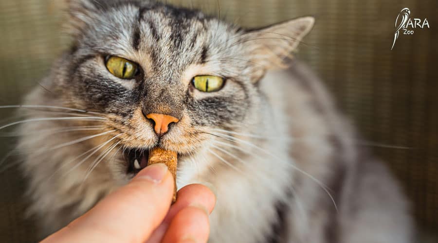 Majkun koty Maine coon cena Wielkość Charakter Hodowla Żywienie opieka