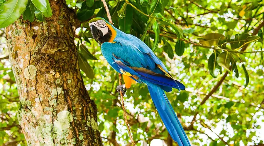 Papuga Ara cena Jak Wygląda? Ile Żyje? Co Je? Ile Kosztuje papuga ara?