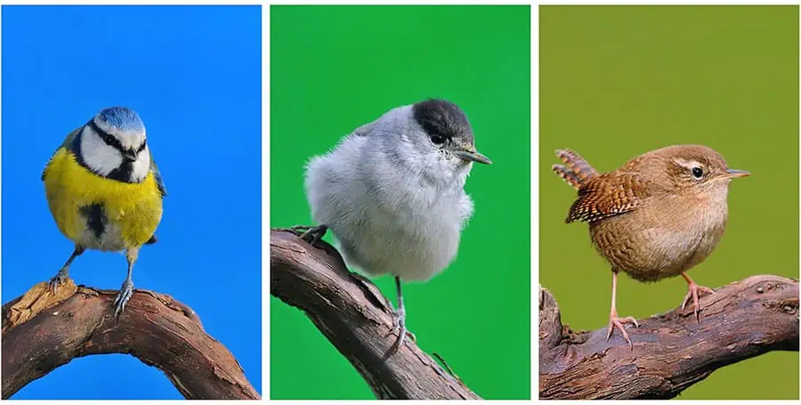 Sikorki w Polsce Co jedzą Jak wygląda sikorka bogatka, uboga i modra