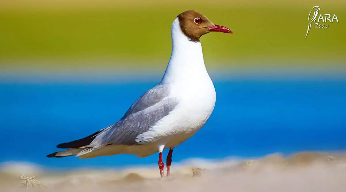 Mewy w Polsce — Sprawdź co je i jak wygląda mewa śmieszka i inne