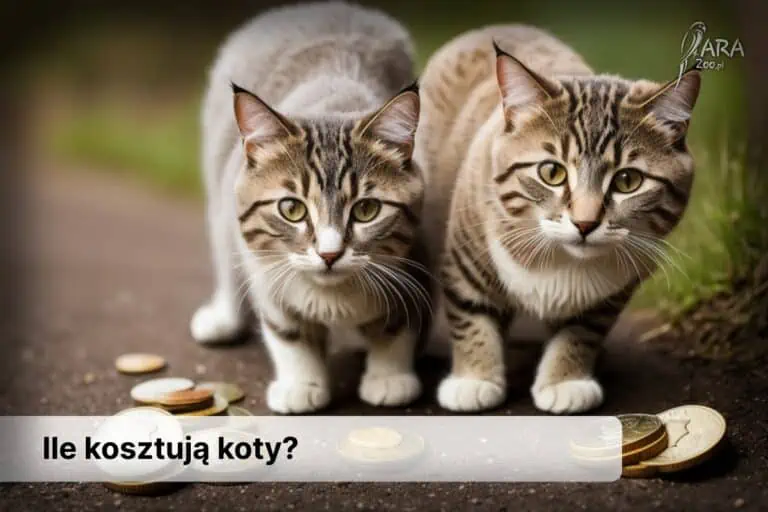 Majkun koty Maine coon cena Wielkość Charakter Hodowla Żywienie opieka