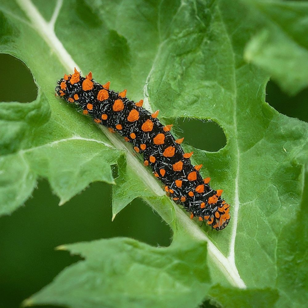 35+Types Of Orange And Black Caterpillars (With Pictures)