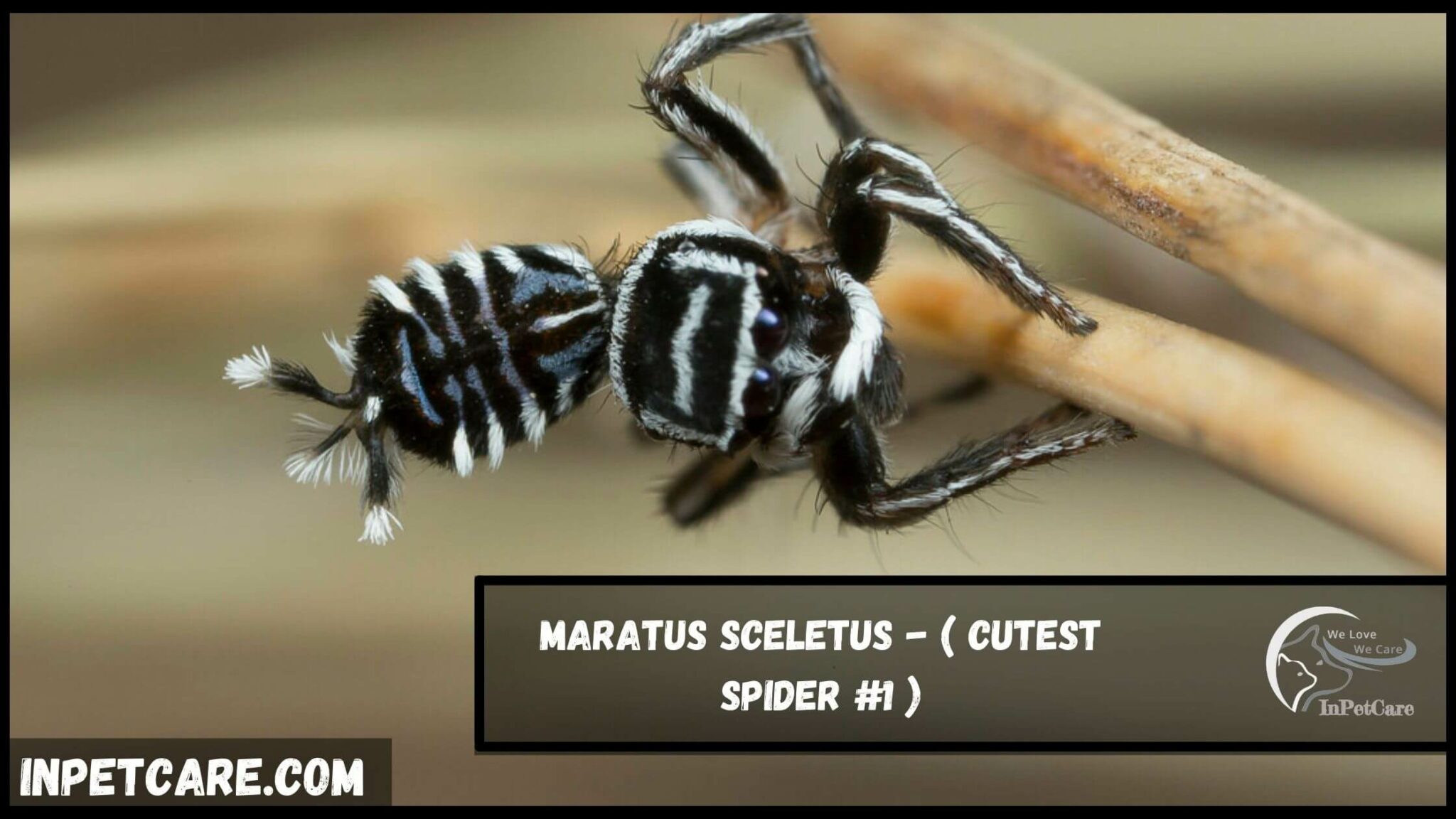 9 Cutest Spider Species With Pictures