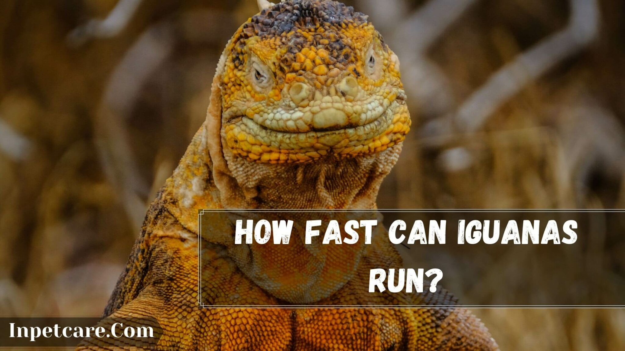 How Fast Can Iguanas Run? 6 Amazing Facts