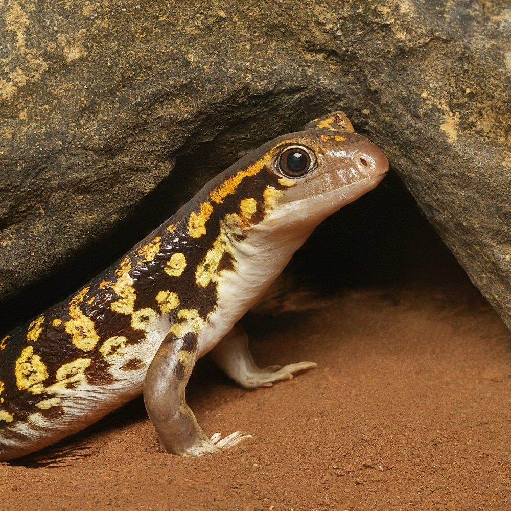 20 Animals Without Tails: A Must-See List