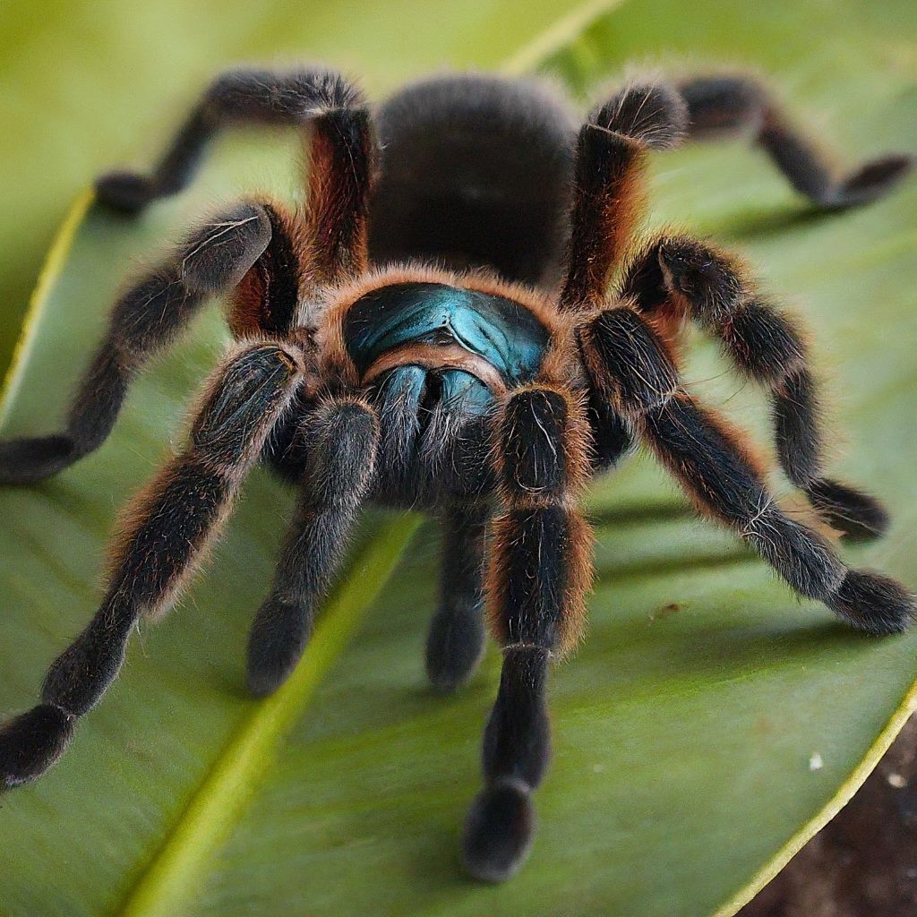 25+Most Aggressive And Poisonous Tarantulas (With Pictures)