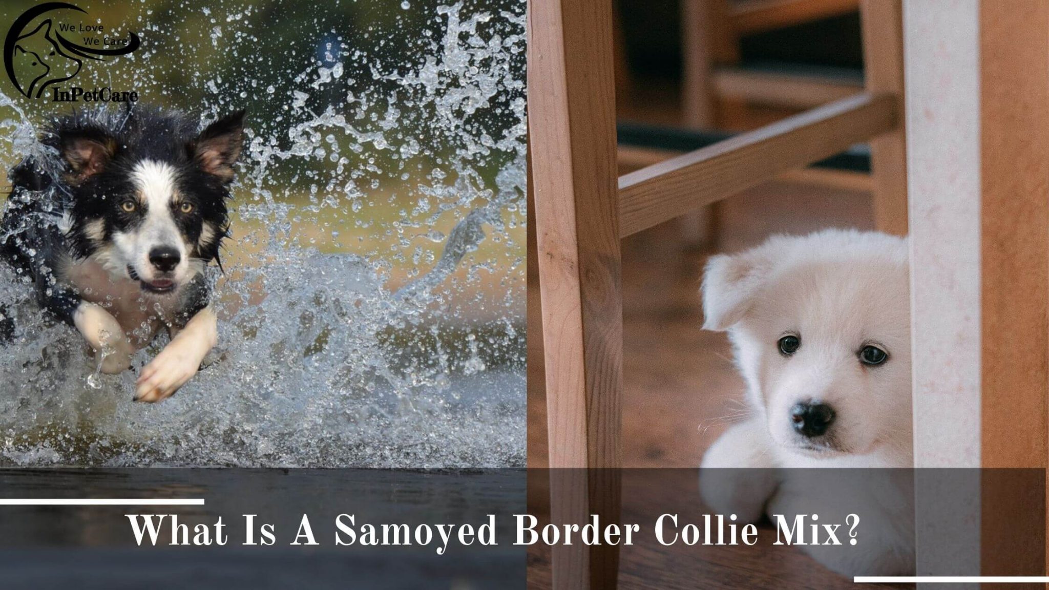 Samoyed Border Collie Mix: A Complete Guide (With Pictures)