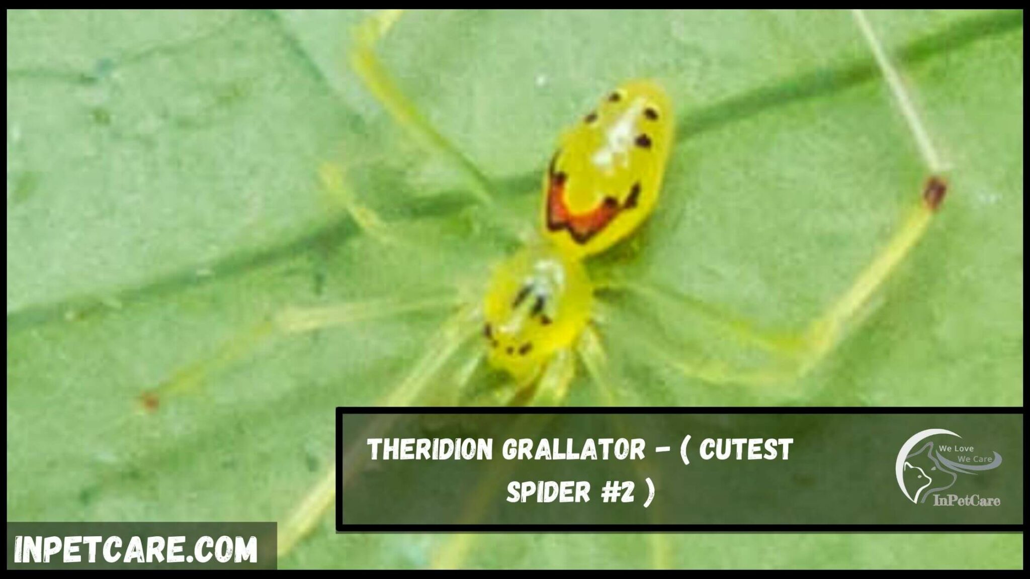 9 Cutest Spider Species With Pictures