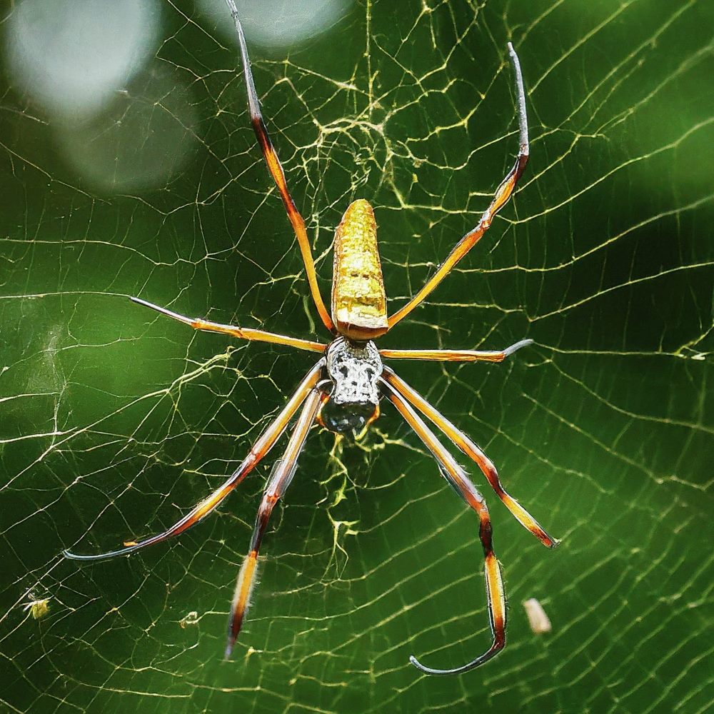 20 Animals Without Tails: A Must-See List