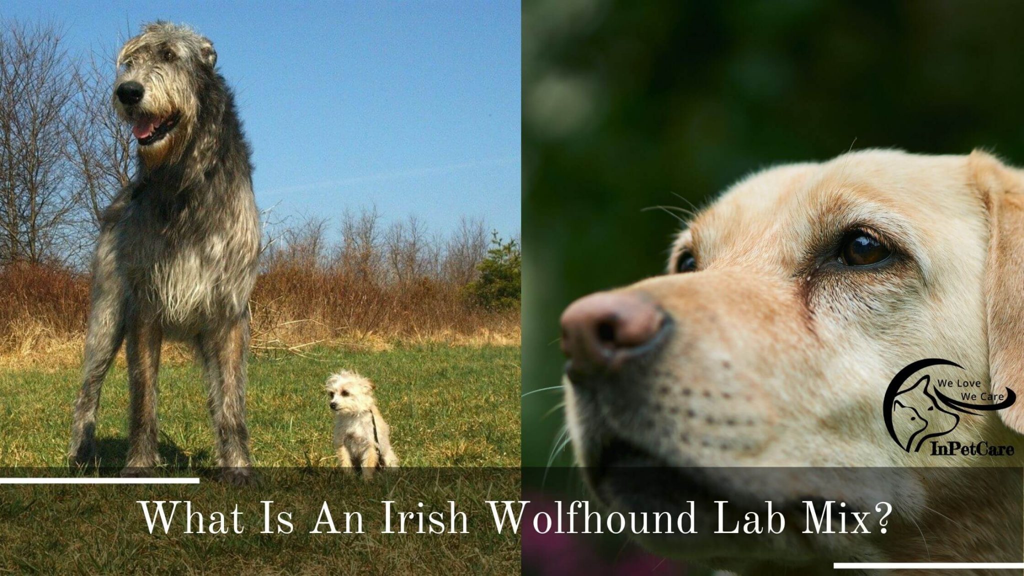 Irish Wolfhound Lab Mix: A Complete Guide (With Pictures)