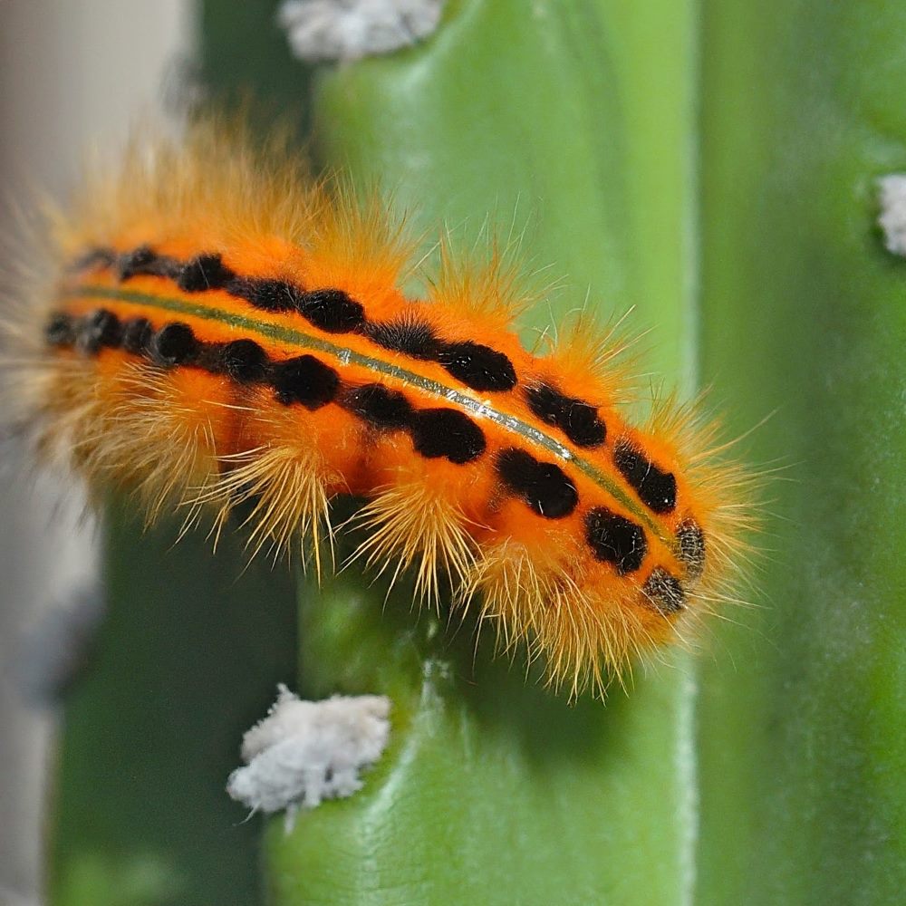 35+Types Of Orange And Black Caterpillars (With Pictures)