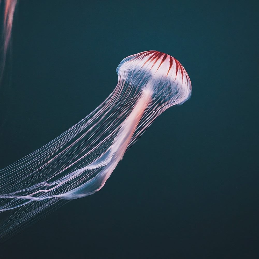 20 Animals Without Tails: A Must-See List