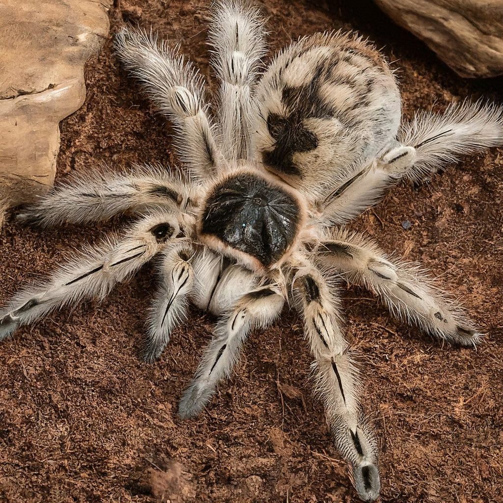 25+Most Aggressive And Poisonous Tarantulas (With Pictures)
