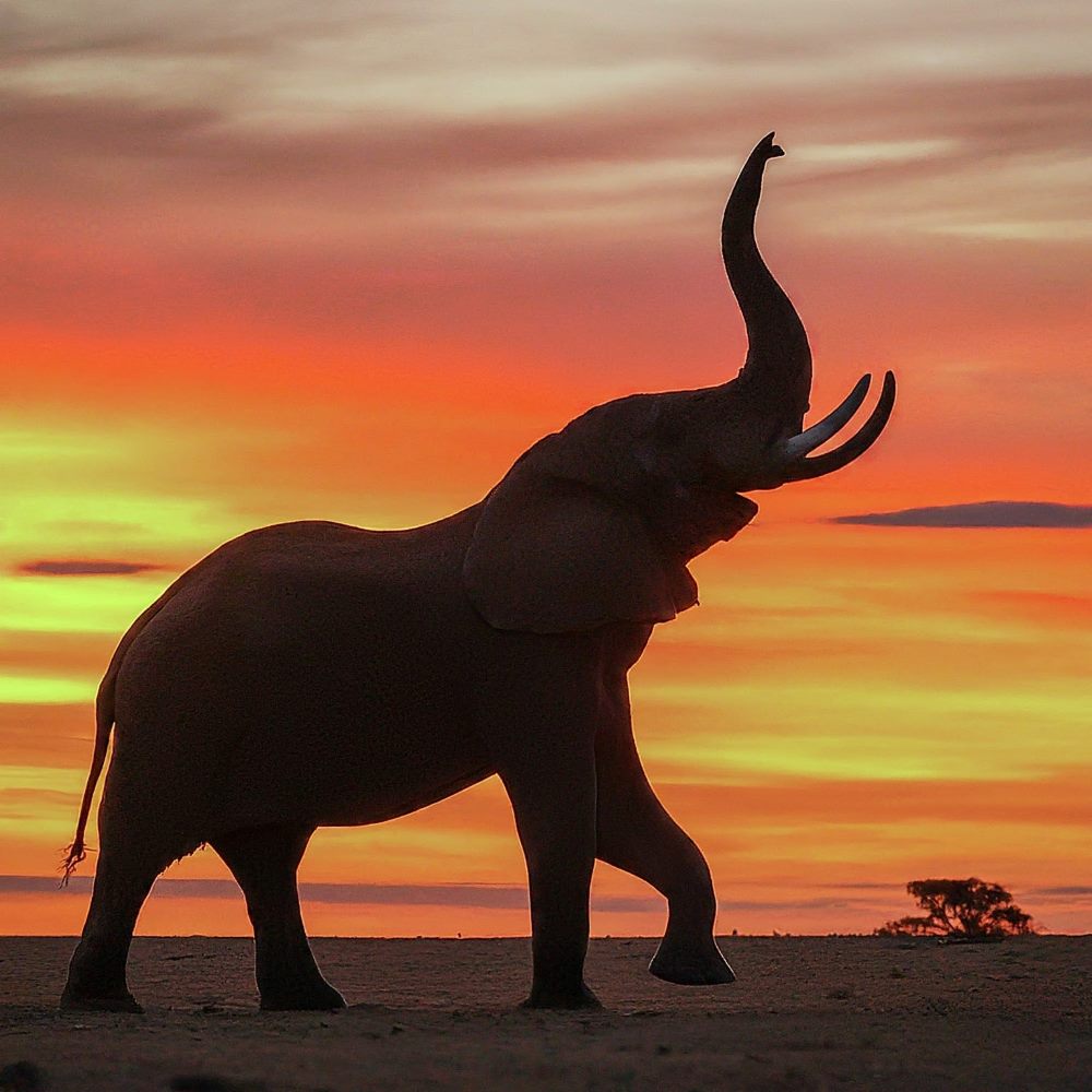 36 Animals That Resemble And Look Like Anteaters (With Pictures)